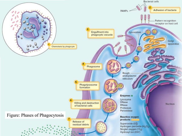 Innate Host Defense Mechanism.ppt