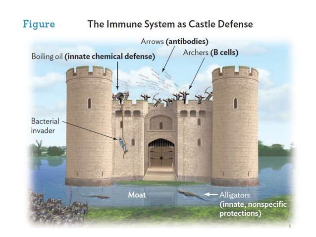 Innate Host Defense Mechanism.ppt