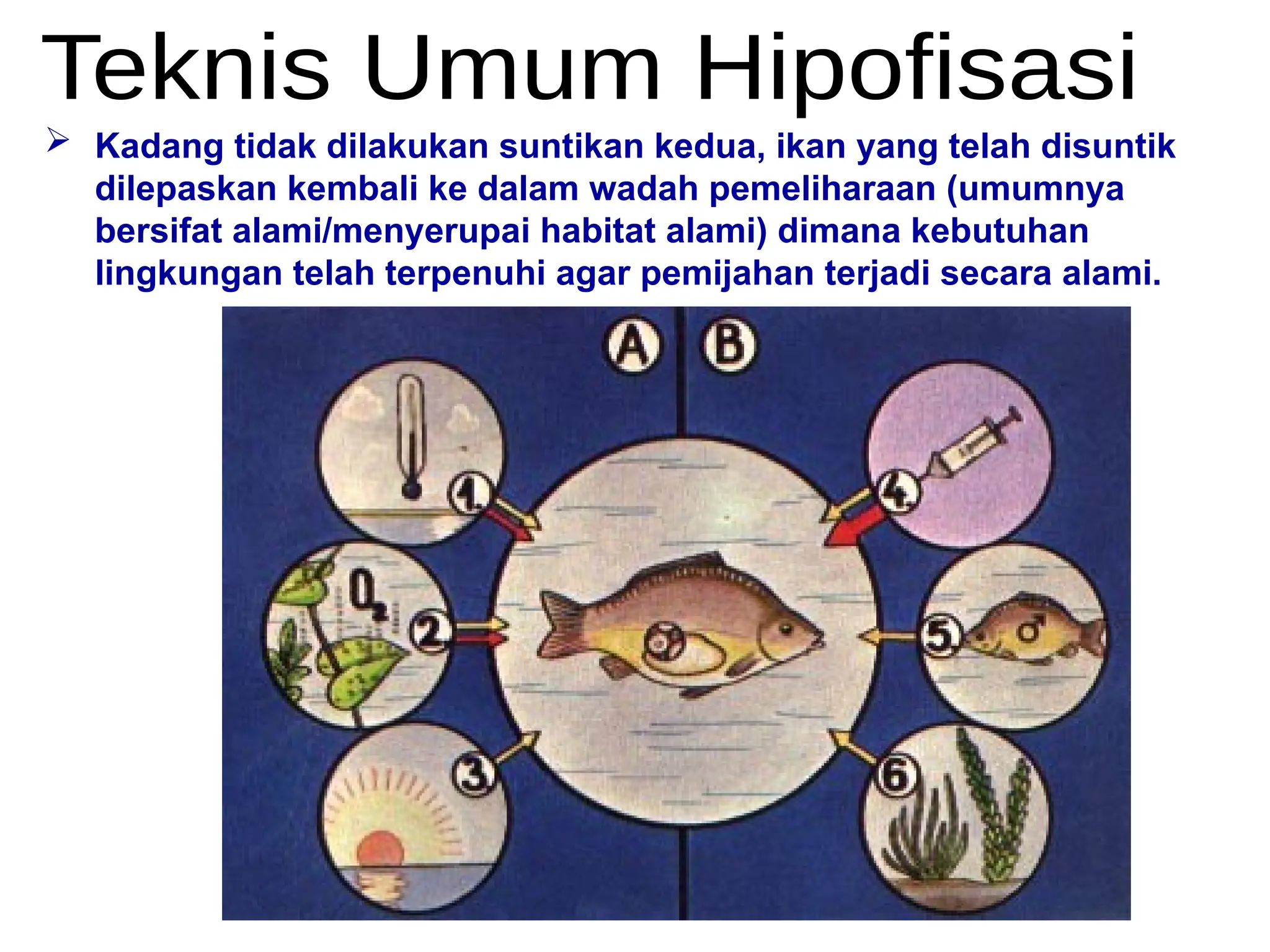 450337967-Modul-2-Pemijahan-Ikan-Metode-Hipofisasi-pptx.pptx