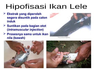 450337967-Modul-2-Pemijahan-Ikan-Metode-Hipofisasi-pptx.pptx