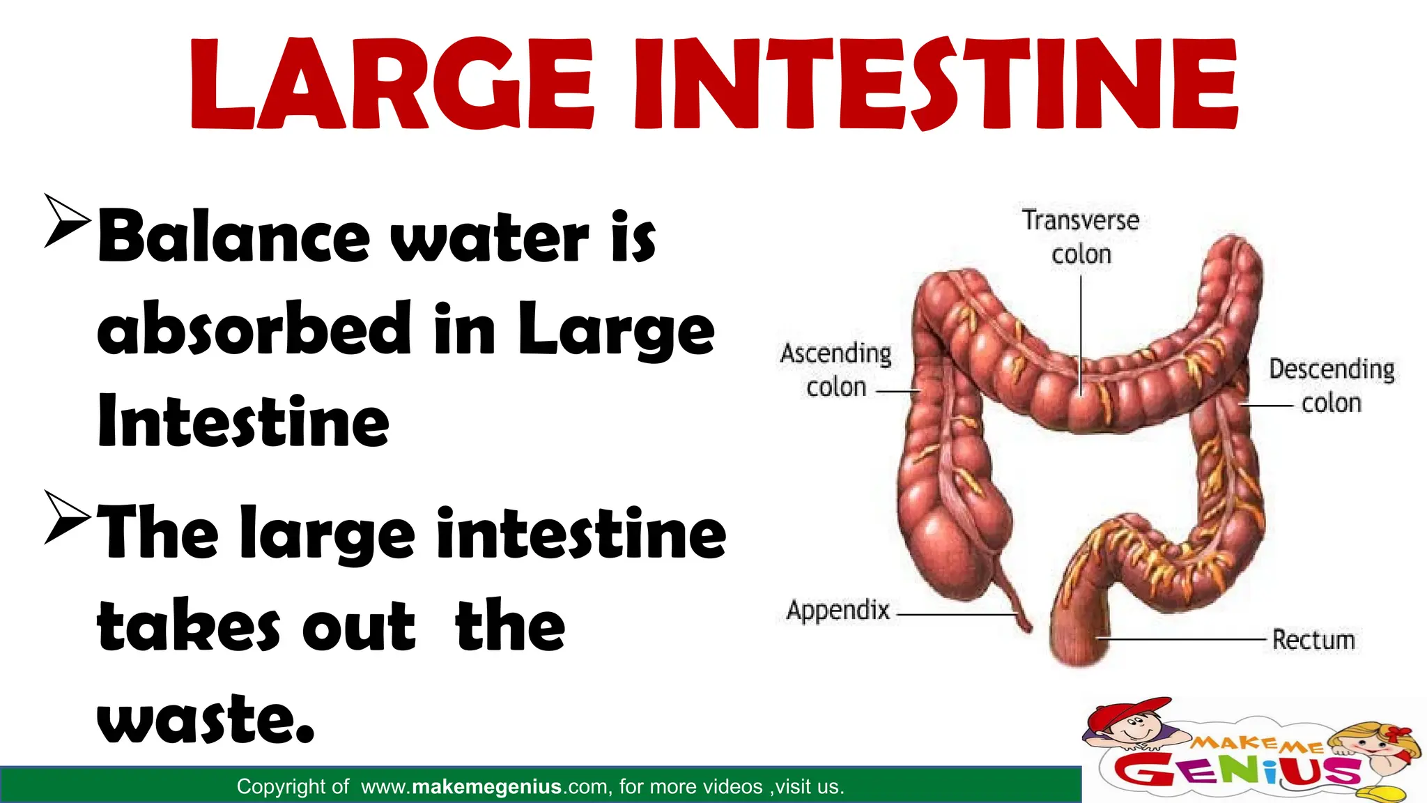 450702437-Parts-functions-of-Digestive-System-ppt.ppt