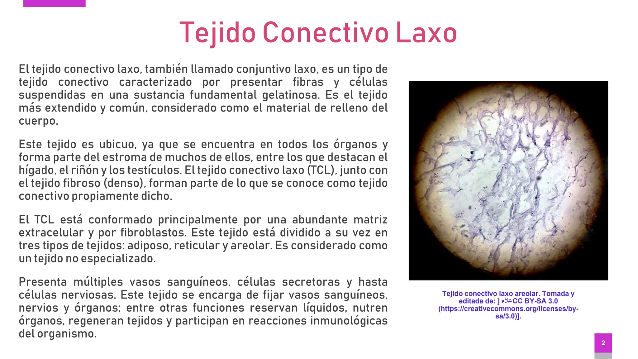 Tejido conectivo denso irregular | Histología | PPT