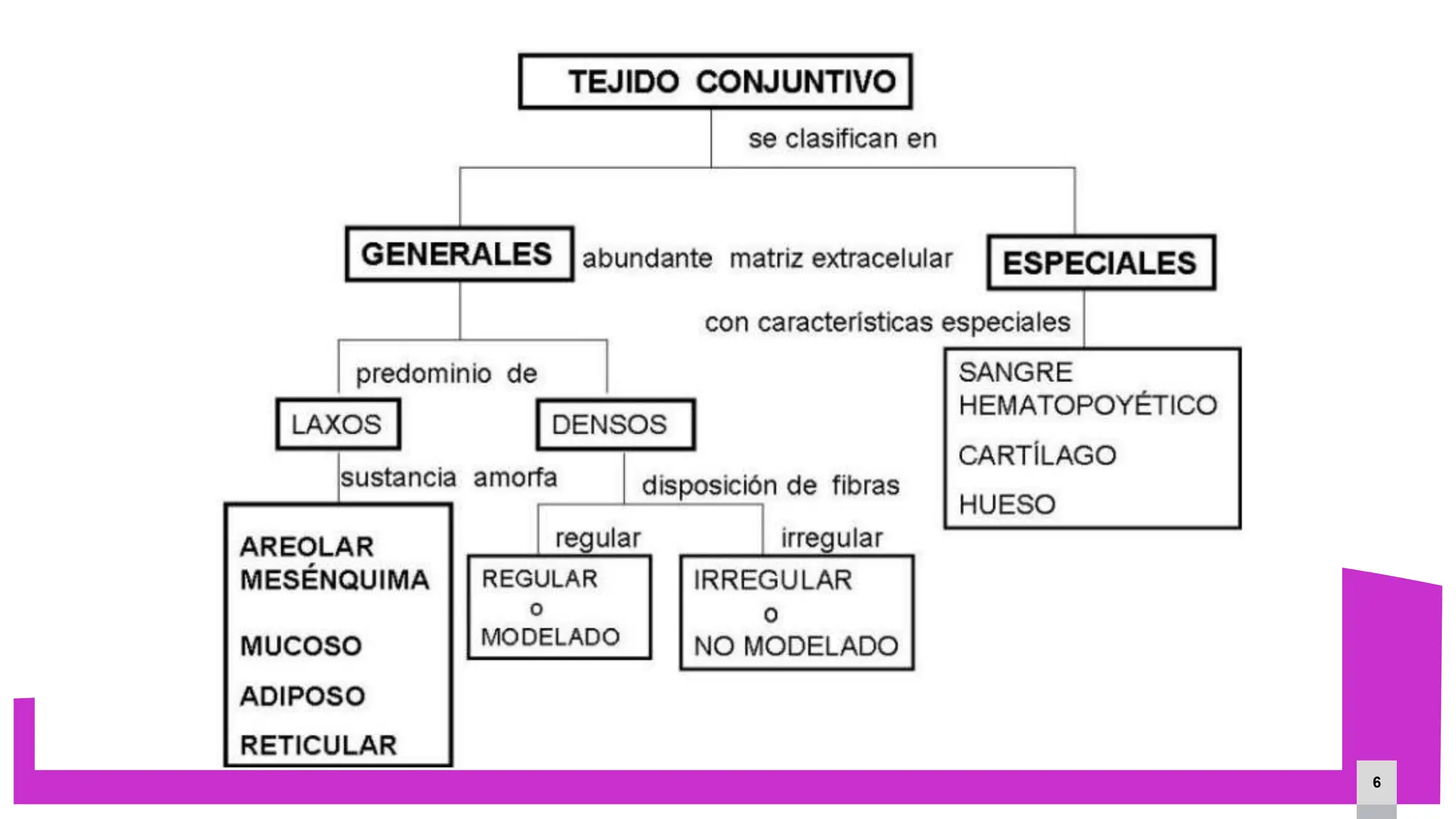 Tejido conectivo denso irregular | Histología | PPT