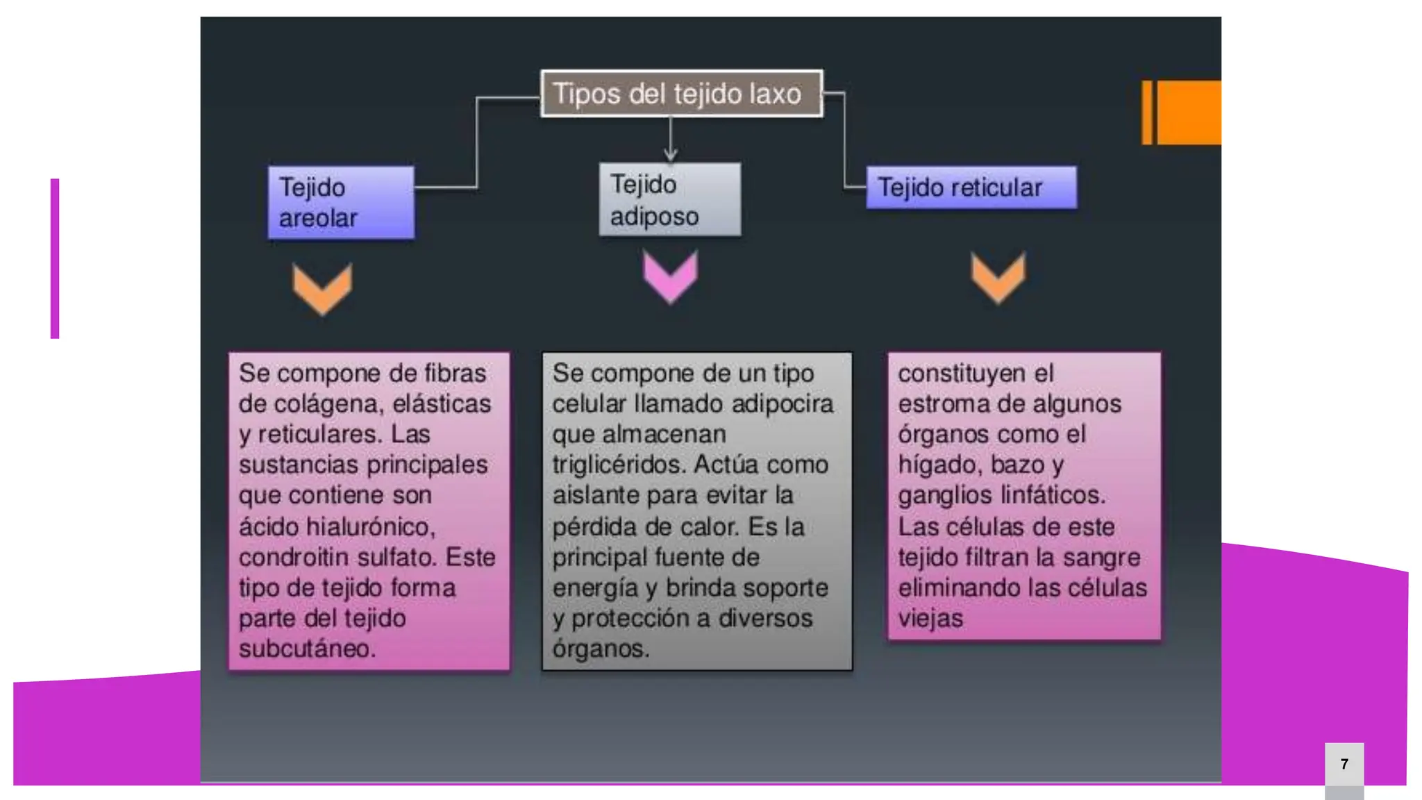 Tejido conectivo denso irregular | Histología | PPT