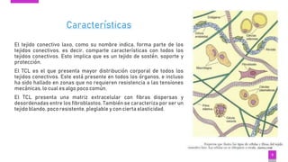 Tejido conectivo denso irregular | Histología | PPTX