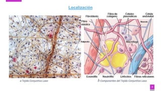 Tejido conectivo denso irregular | Histología | PPTX