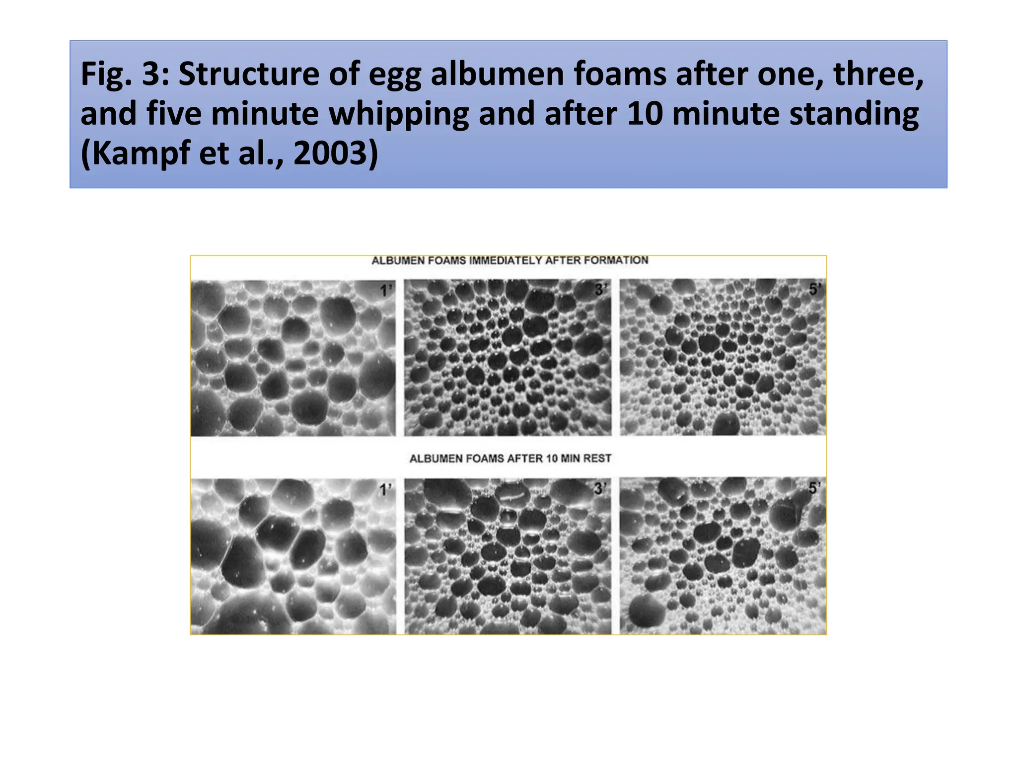 Foam-Mat-Drying-pptx.pptx