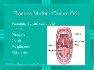 45267235 anatomi-fisiologi-sistem-pencernaan | PPT