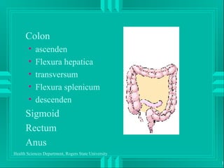 45267235 anatomi-fisiologi-sistem-pencernaan | PPT