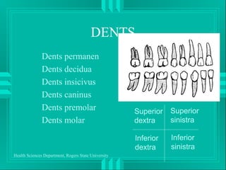 45267235 anatomi-fisiologi-sistem-pencernaan | PPT
