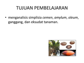453949664-ppt-simplisia-semen-221031082006-51b57de3.pptx