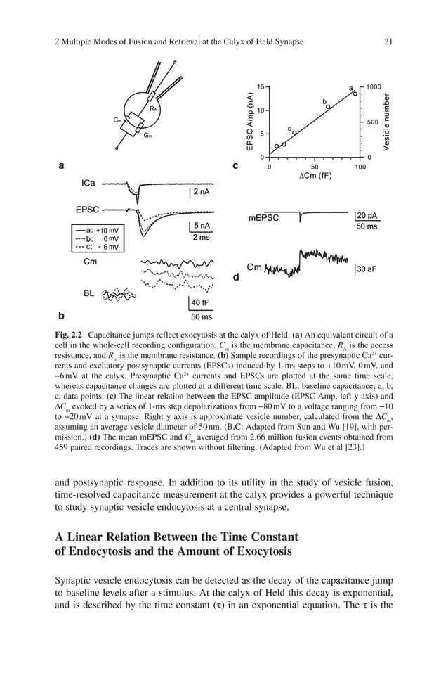 Molecular Mechanisms of Neurotransmitter Release Zhao | PDF