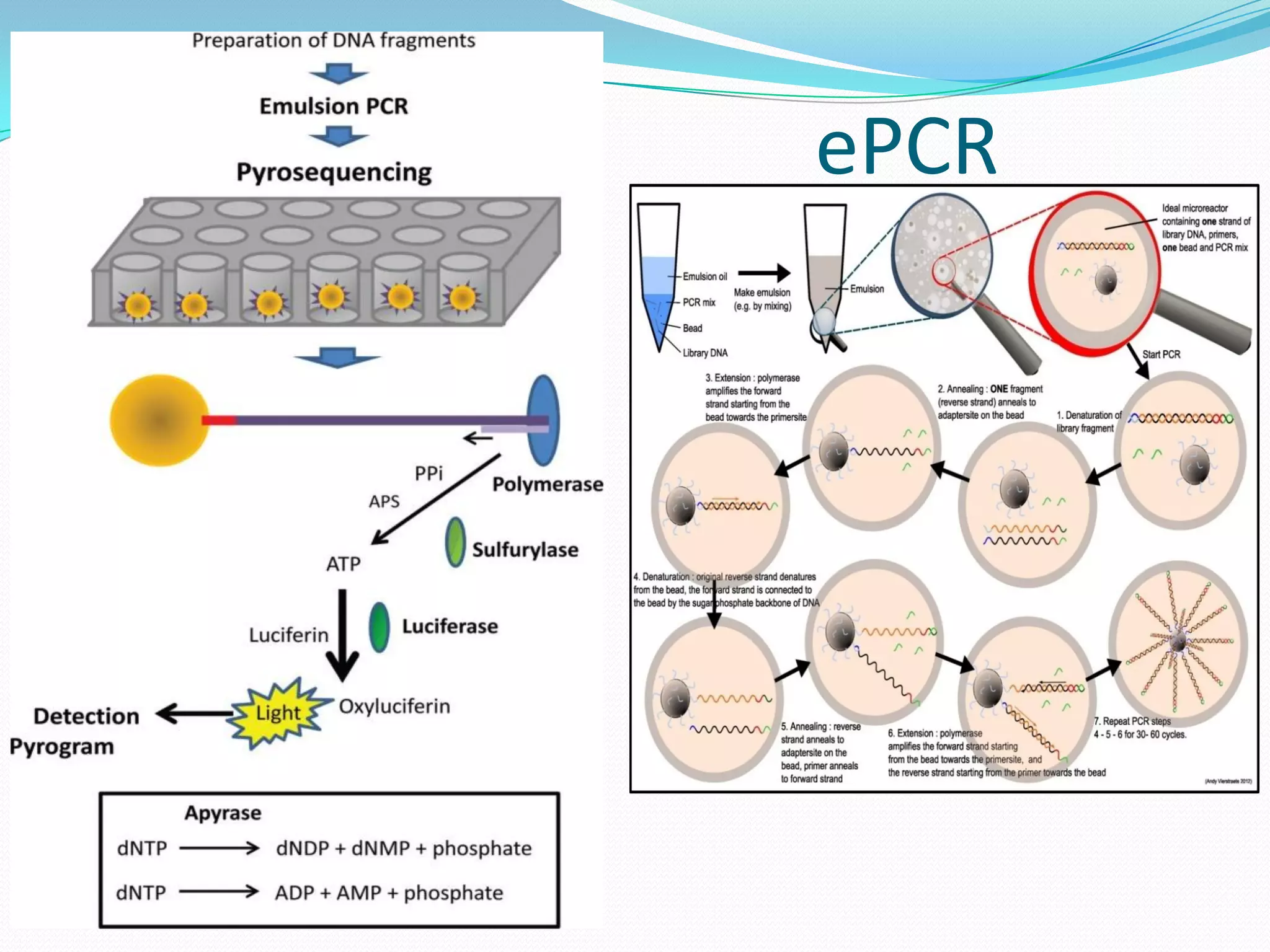454 pyrosequencing @ujjwalsirohi | PDF | Chemistry | Science