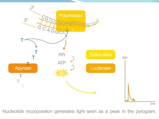 454 pyrosequencing @ujjwalsirohi | PDF | Chemistry | Science