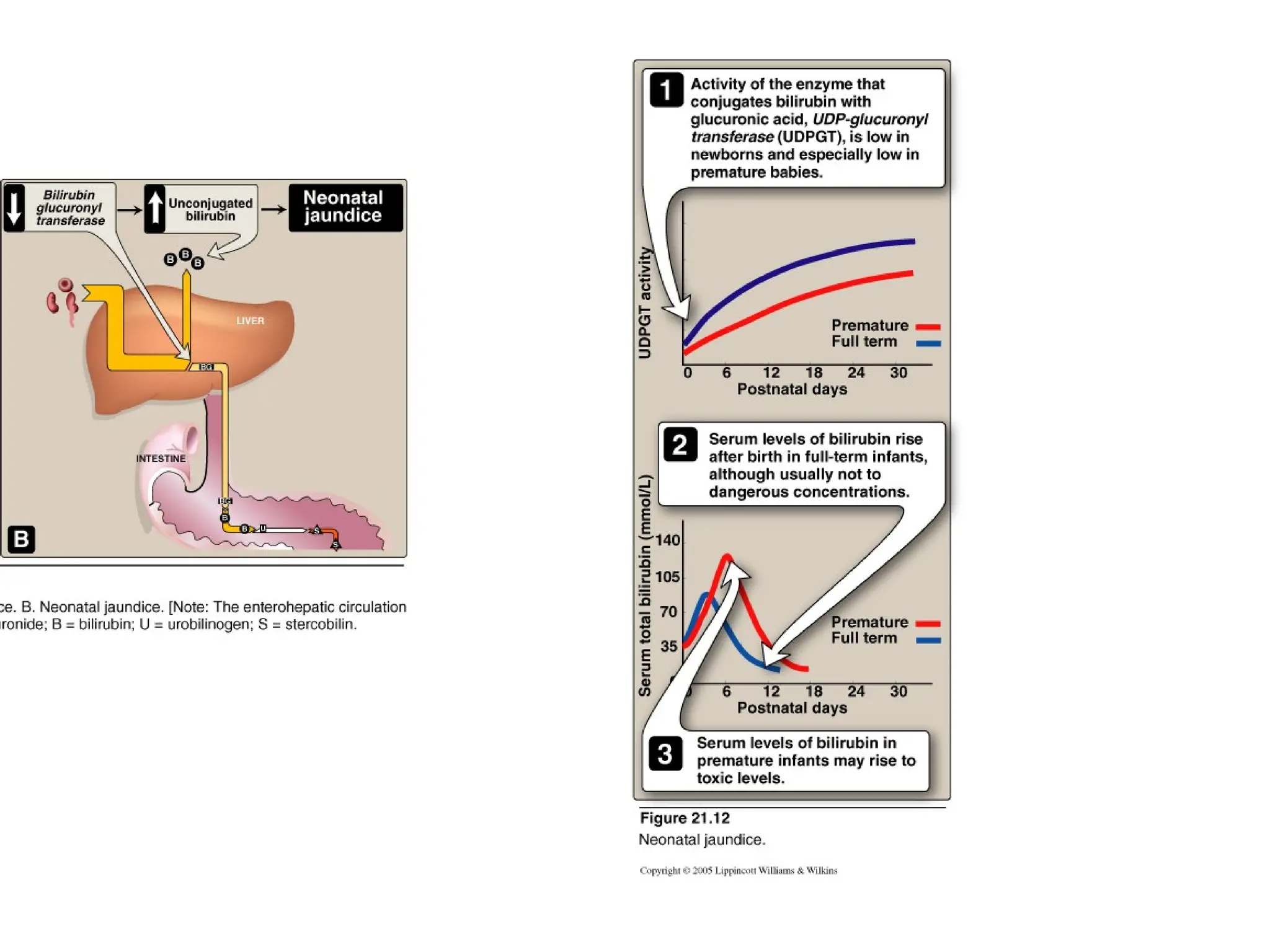 Bilirubin metabolism and jaundice imp.ppt