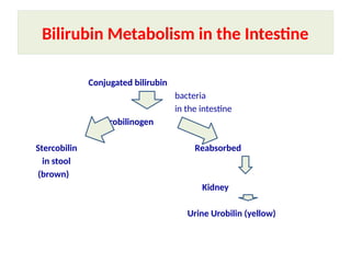 Bilirubin metabolism and jaundice imp.ppt