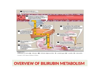 Bilirubin metabolism and jaundice imp.ppt