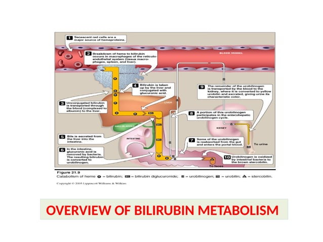Bilirubin metabolism and jaundice imp.ppt