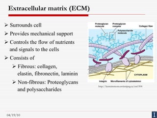 Extra cellular matrix protein and proteinaseppt | PPT