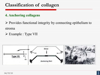 Extra cellular matrix protein and proteinaseppt | PPT