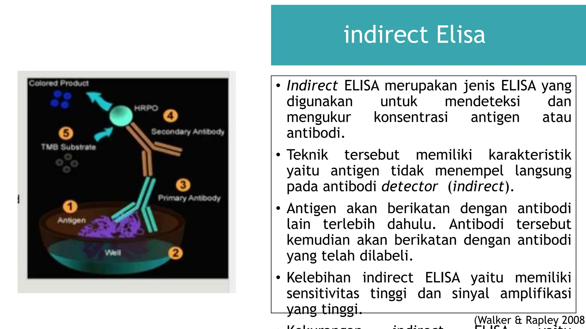 455797170-PROSES dan metode ELISA-pptx.pptx