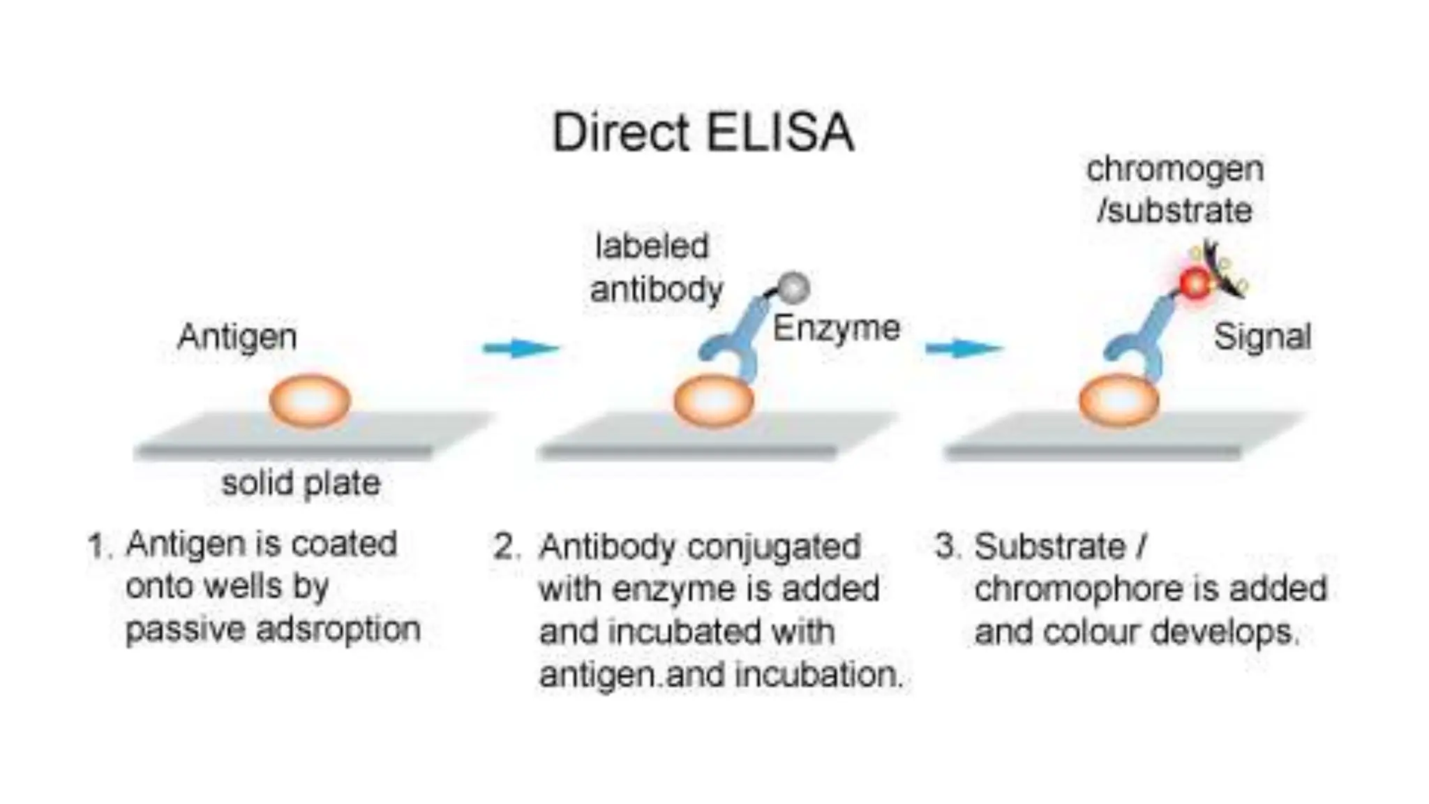 455797170-PROSES dan metode ELISA-pptx.pptx