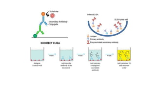 455797170-PROSES dan metode ELISA-pptx.pptx