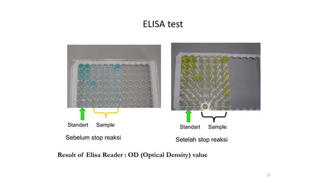 455797170-PROSES dan metode ELISA-pptx.pptx
