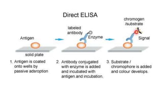455797170-PROSES dan metode ELISA-pptx.pptx