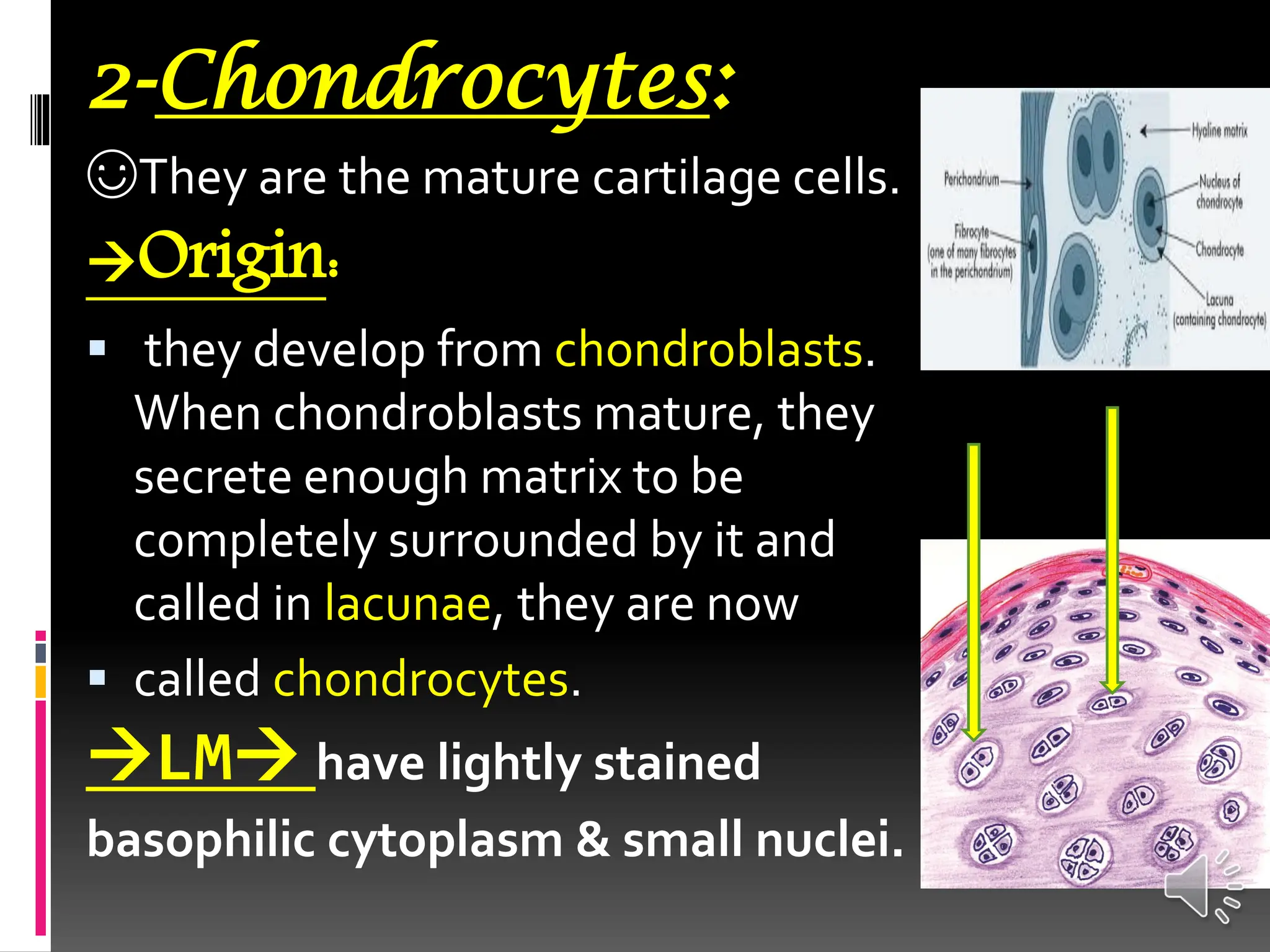 Cytology for medical students - first year medicine | PDF