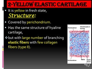 Cytology for medical students - first year medicine | PDF