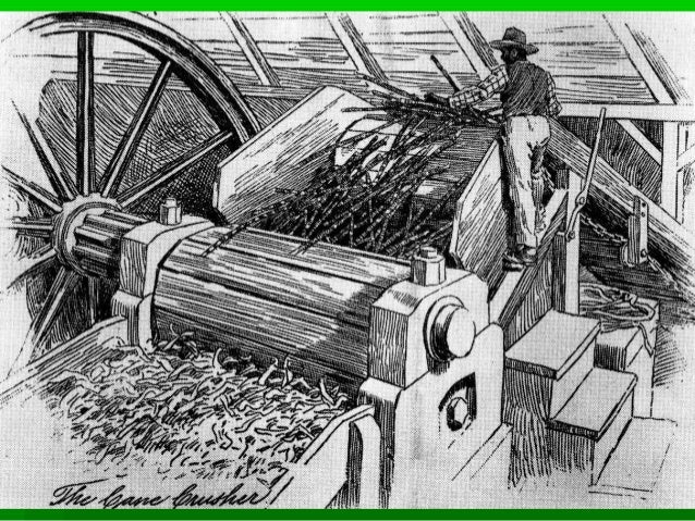 Presentation On Sugarcane And History presentation-on-sugarcane-and-history