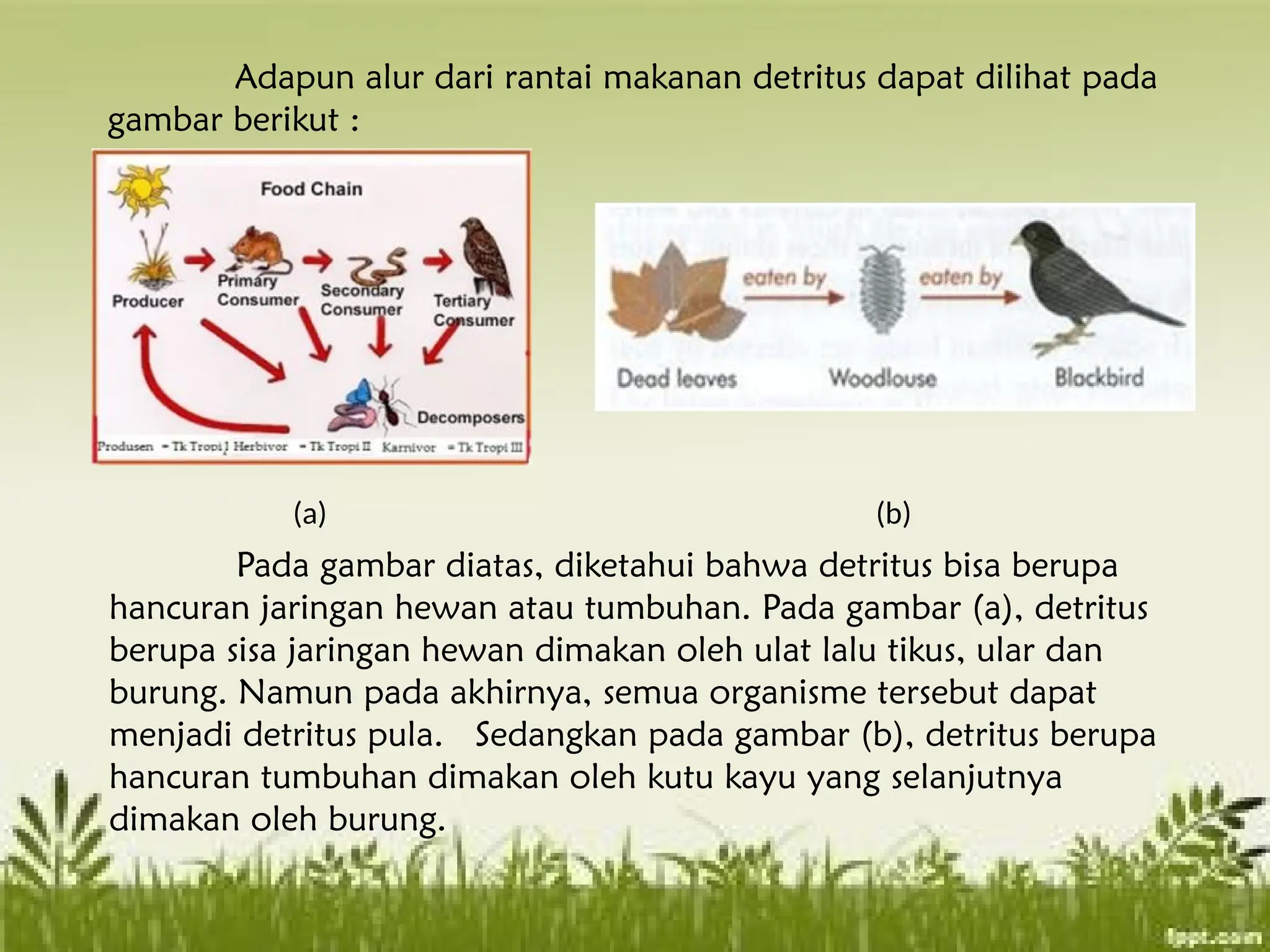 rantai makanan dan jaring-jaring makanan.pptx