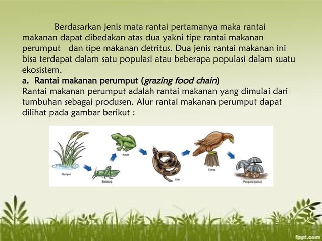 rantai makanan dan jaring-jaring makanan.pptx