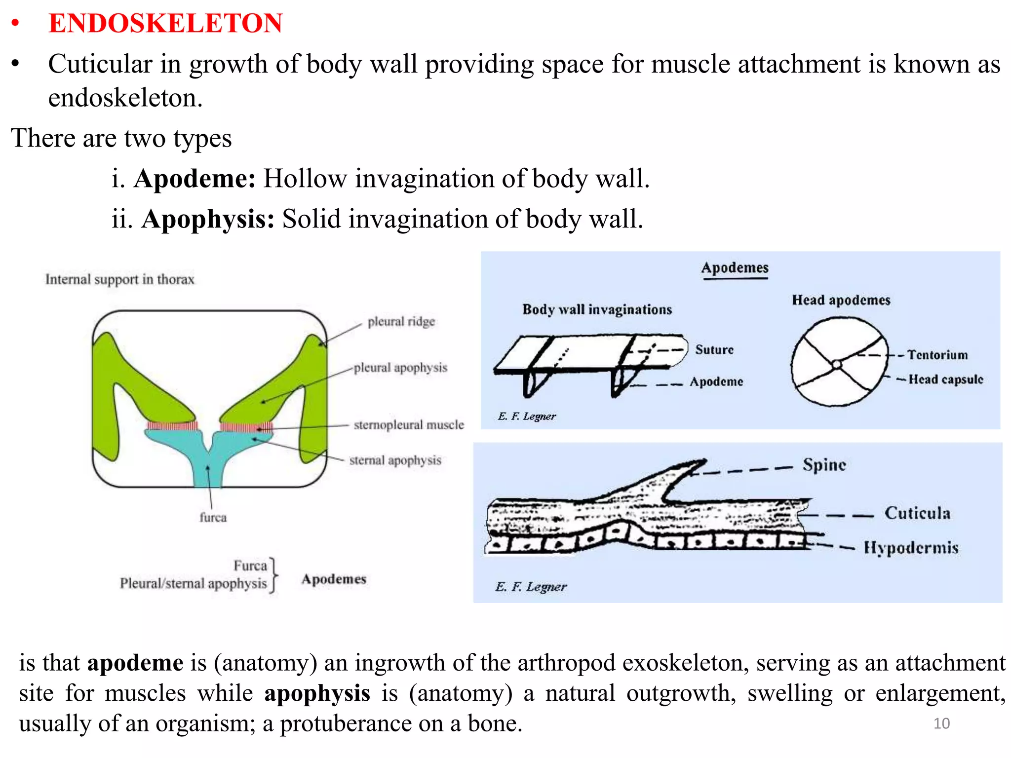 Insect body wall its structure, function and Molting | PPTX