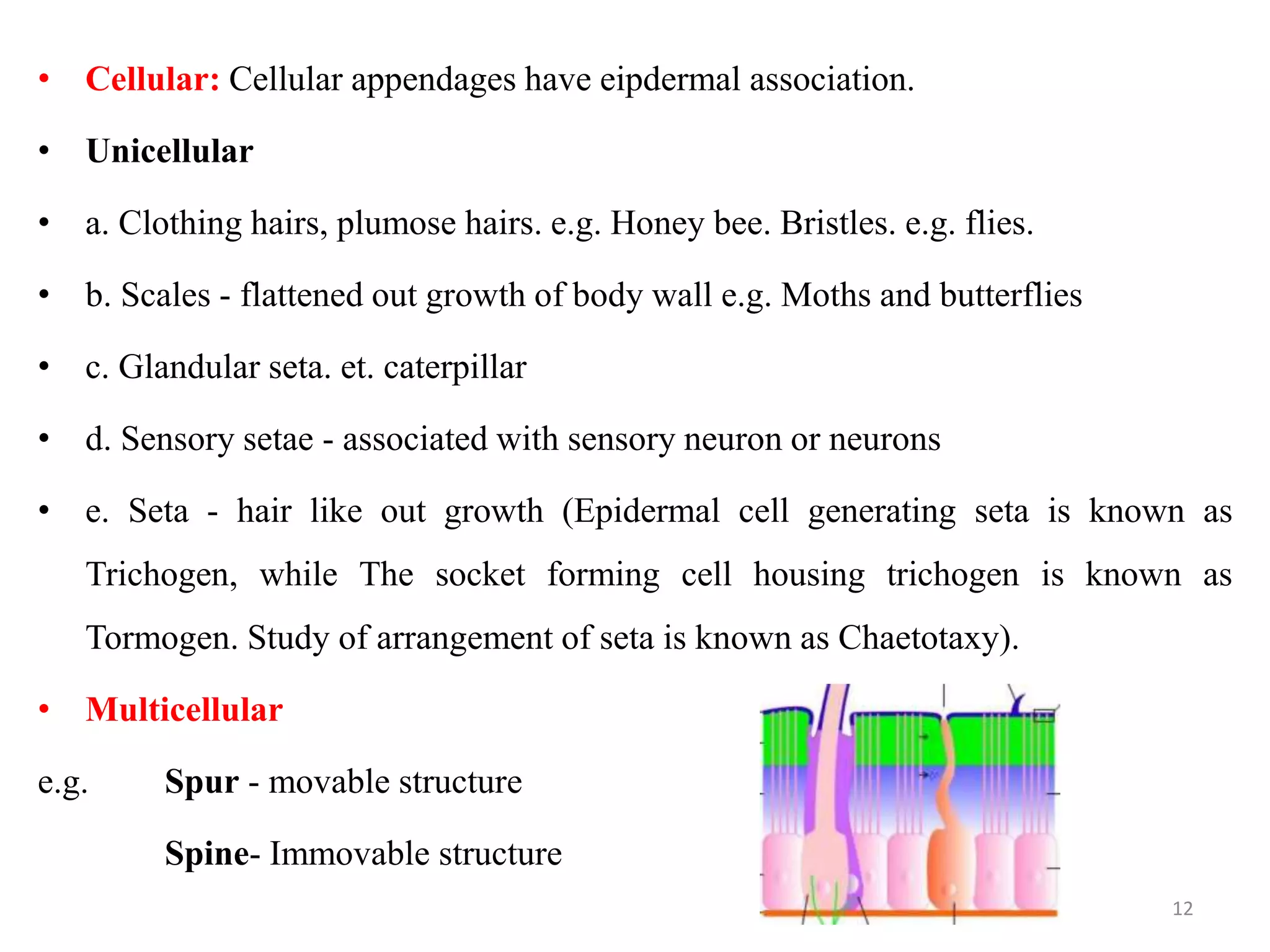 Insect body wall its structure, function and Molting | PPTX