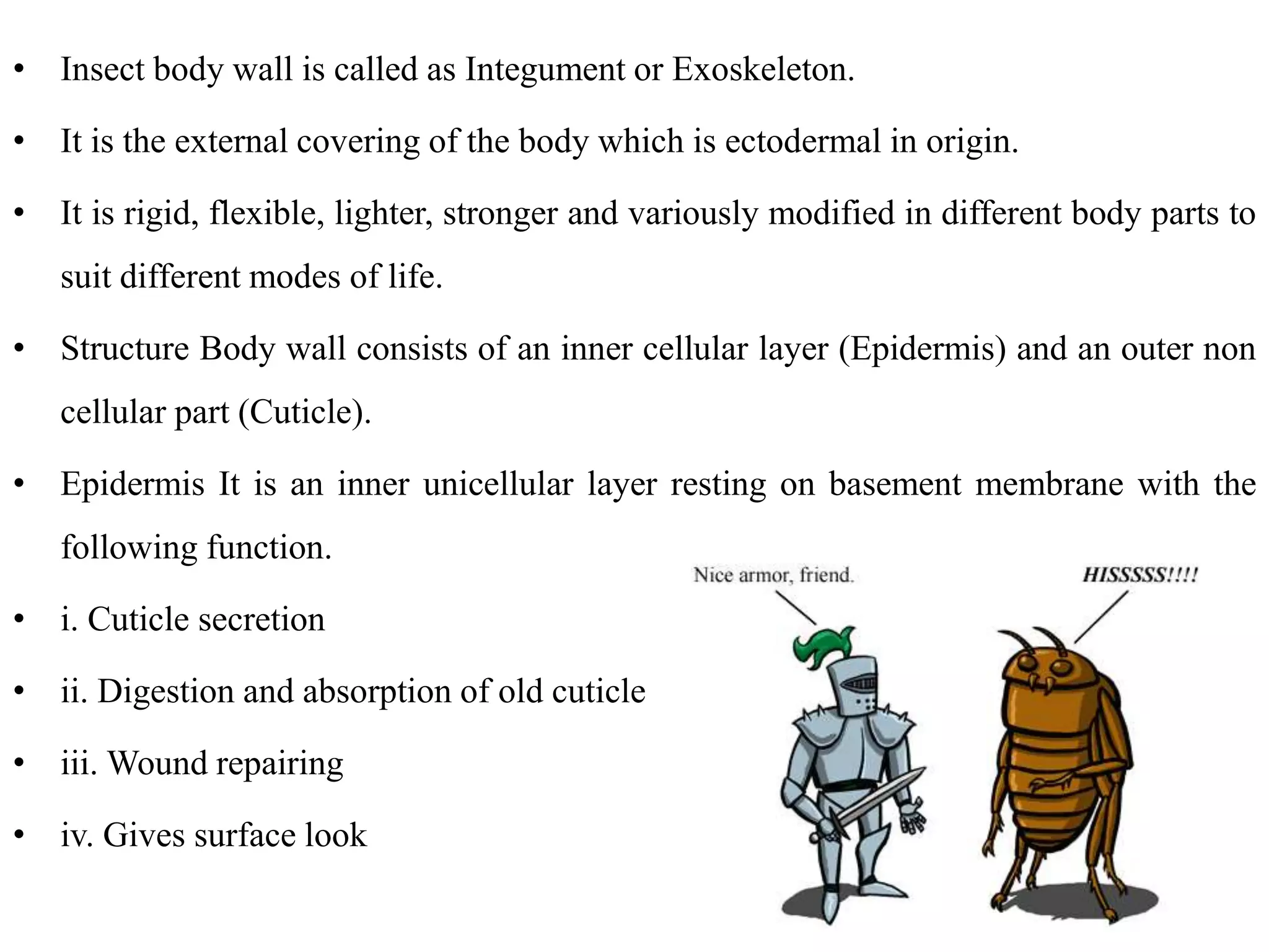 Insect body wall its structure, function and Molting | PPTX