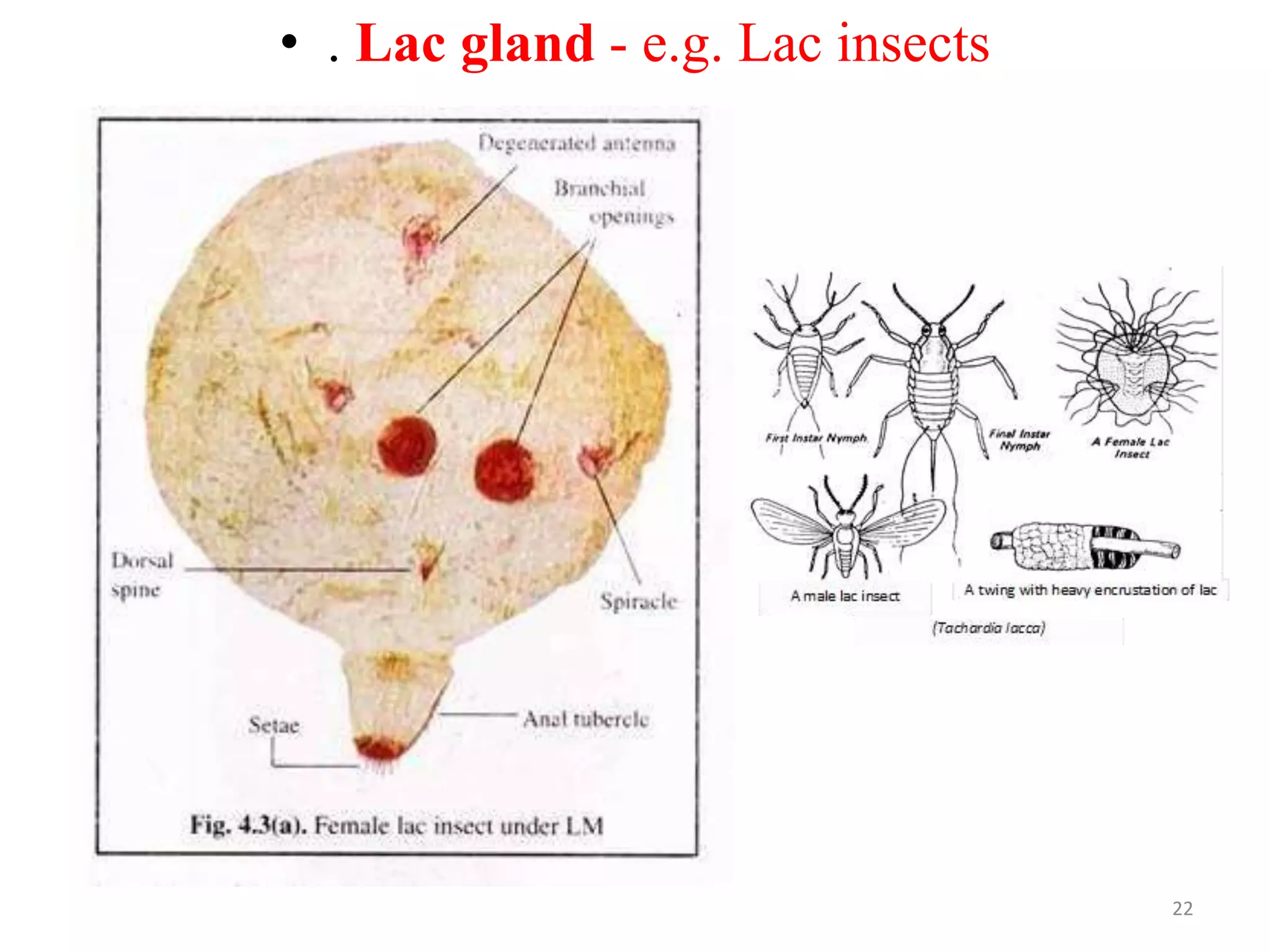 Insect body wall its structure, function and Molting | PPTX