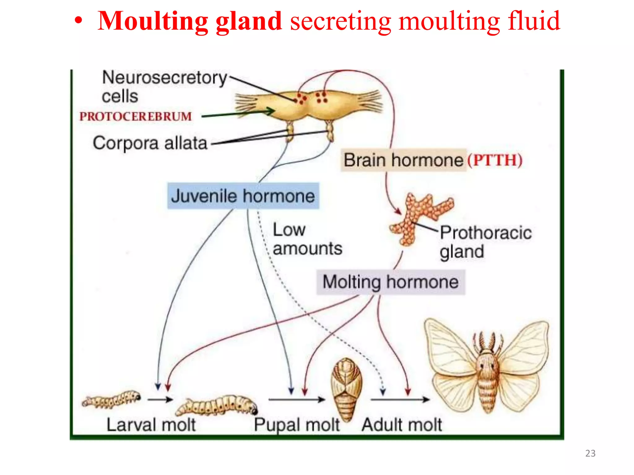Insect body wall its structure, function and Molting | PPTX