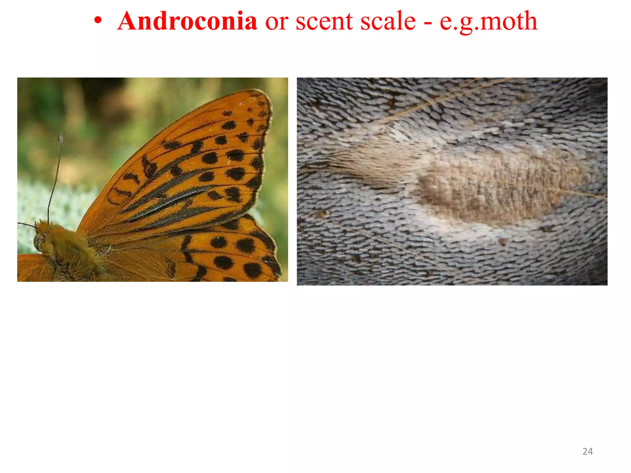 Insect body wall its structure, function and Molting | PPTX