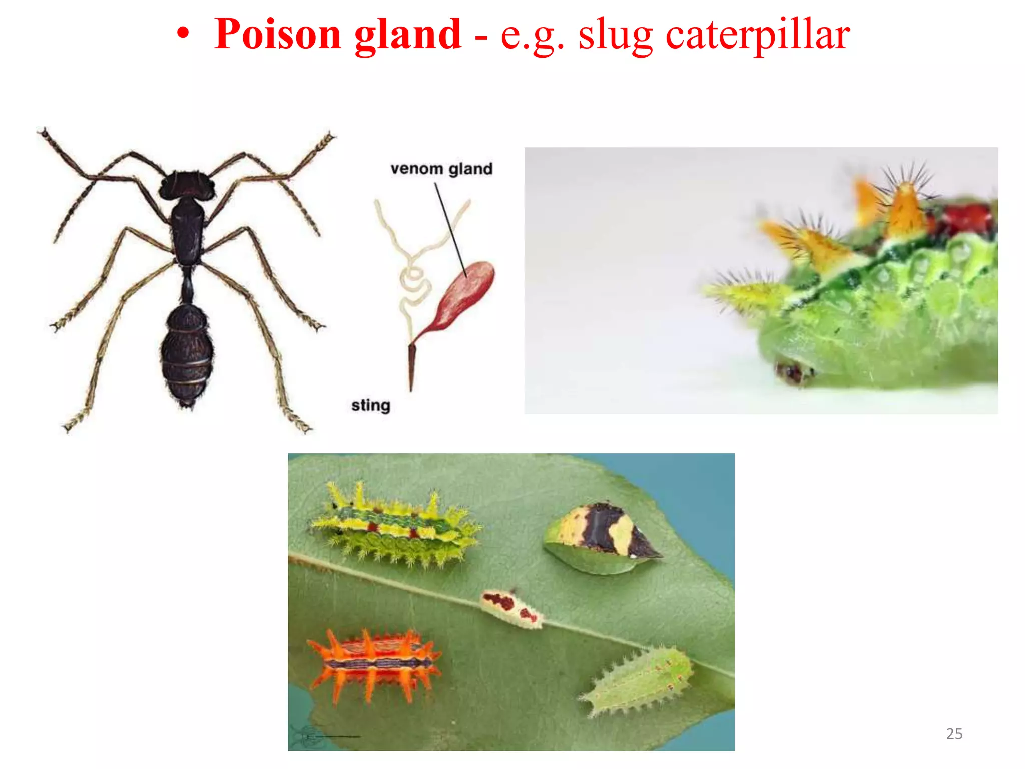 Insect body wall its structure, function and Molting | PPTX