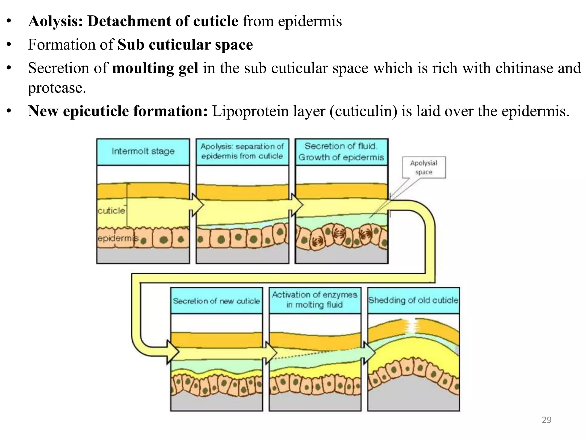 Insect body wall its structure, function and Molting | PPTX
