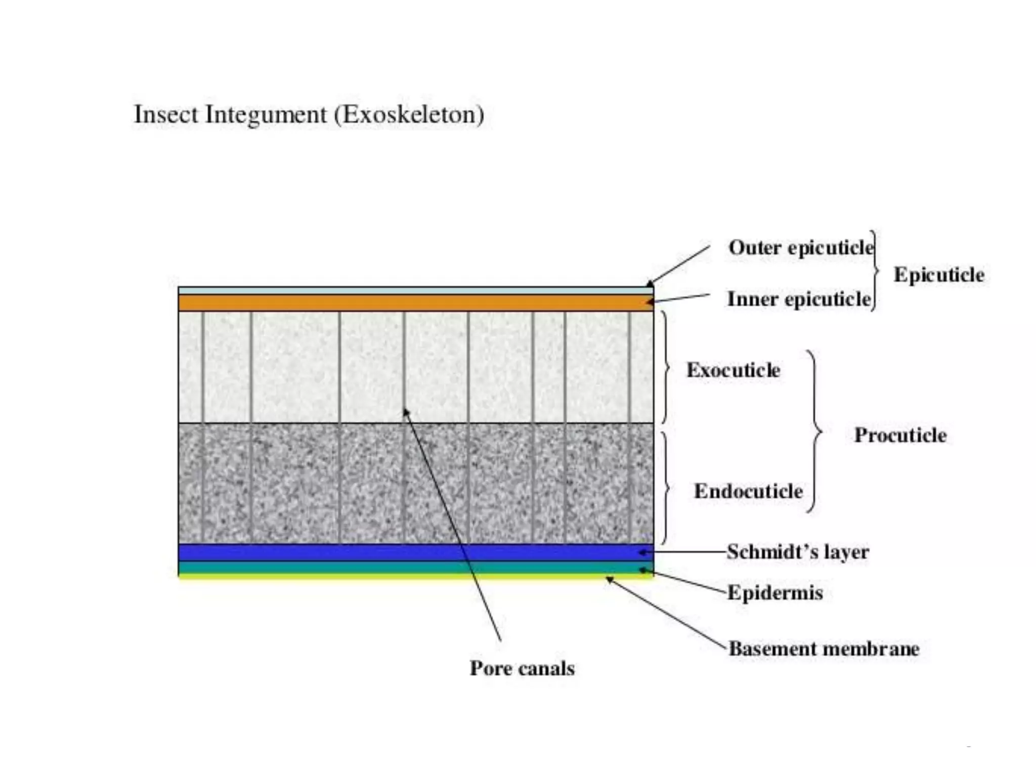 Insect body wall its structure, function and Molting | PPTX
