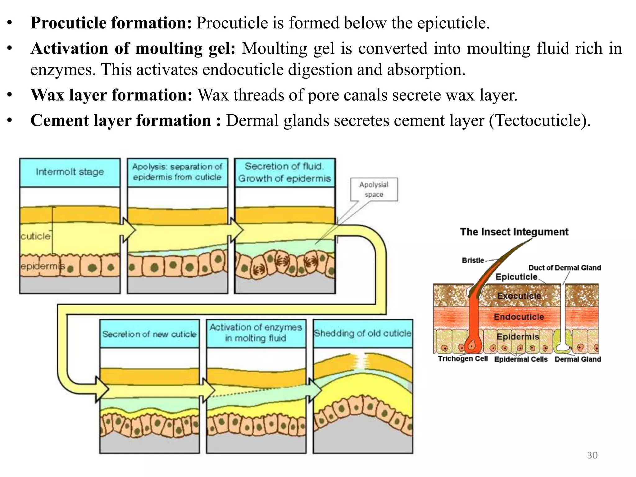 Insect body wall its structure, function and Molting | PPTX