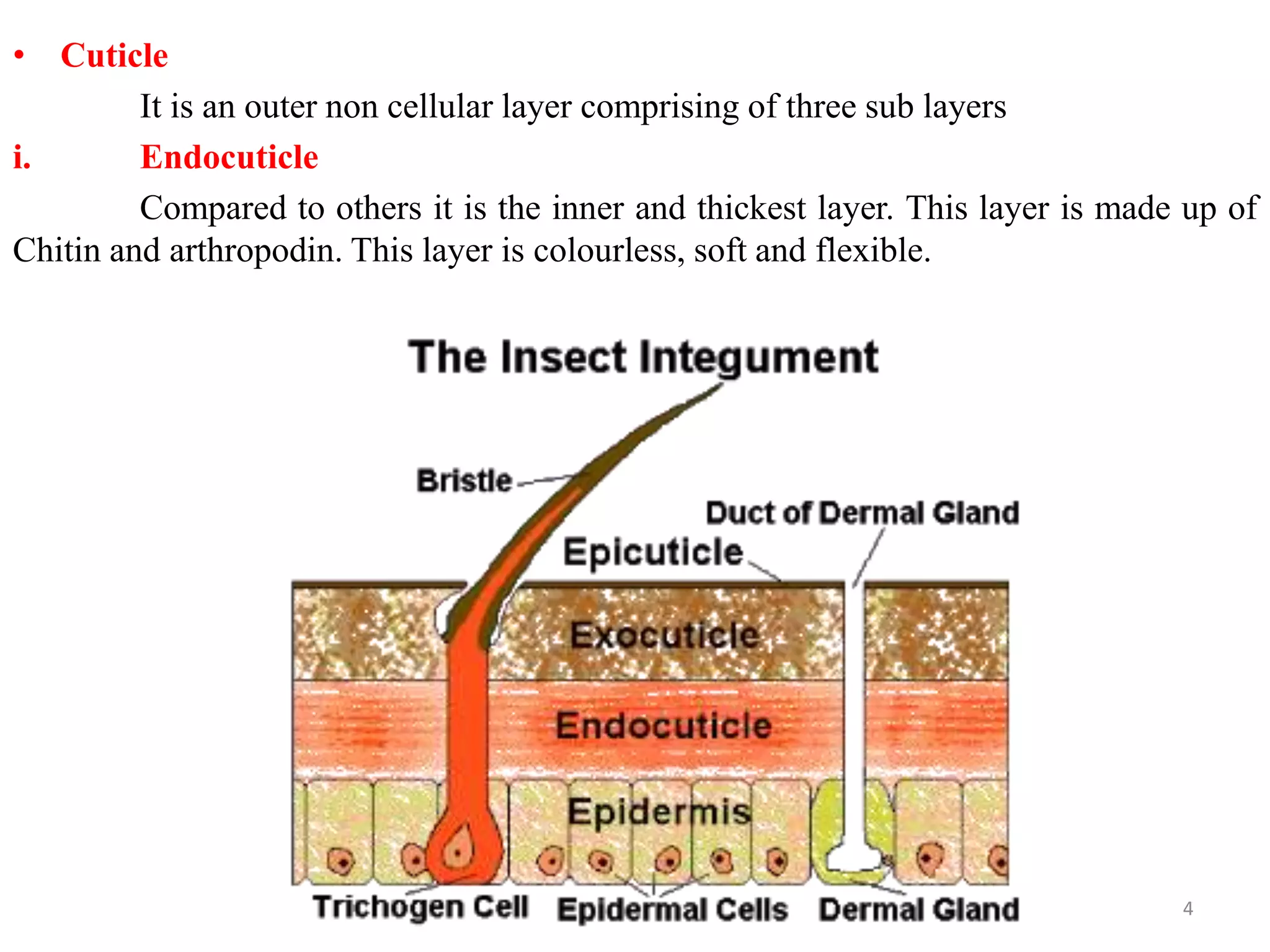 Insect body wall its structure, function and Molting | PPTX