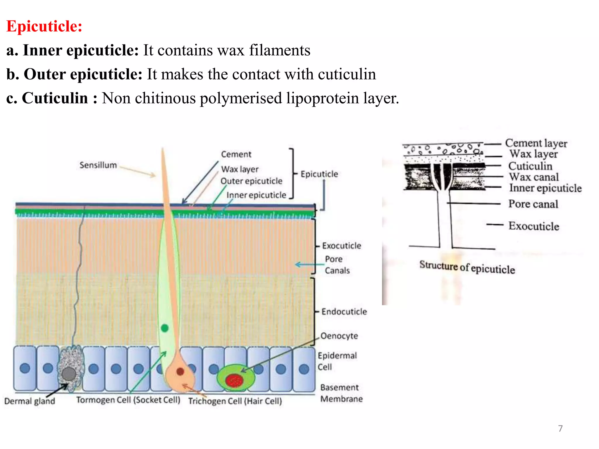 Insect body wall its structure, function and Molting | PPTX