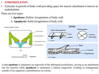 Insect body wall its structure, function and Molting | PPTX