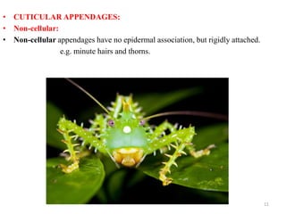 Insect body wall its structure, function and Molting | PPTX