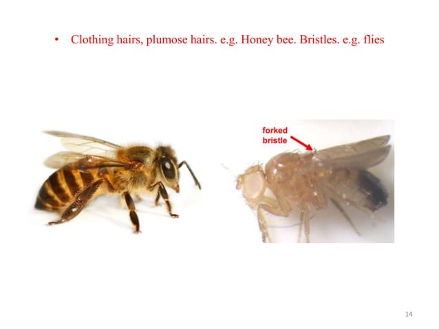 Insect body wall its structure, function and Molting | PPTX