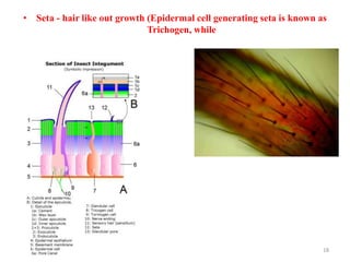 Insect body wall its structure, function and Molting | PPTX